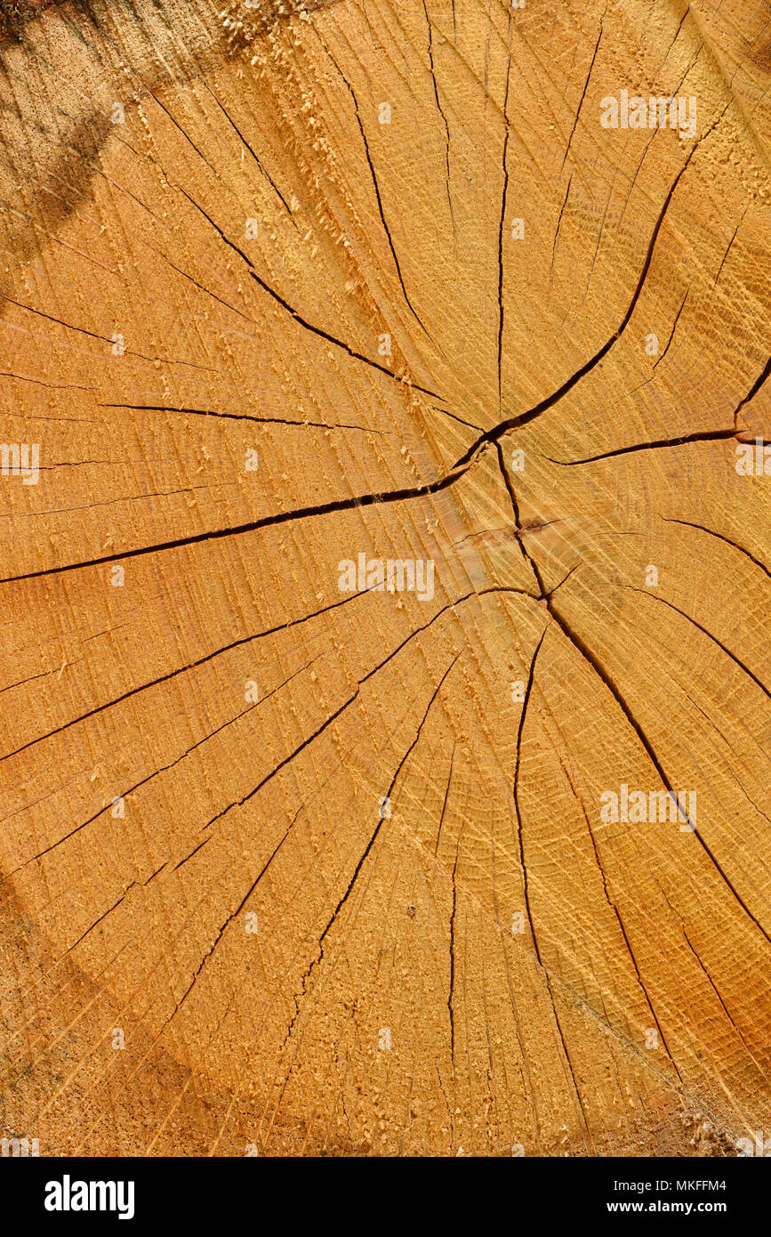 Pedunculate oak (Quercus robur) Cross section of a limb, showing the ...