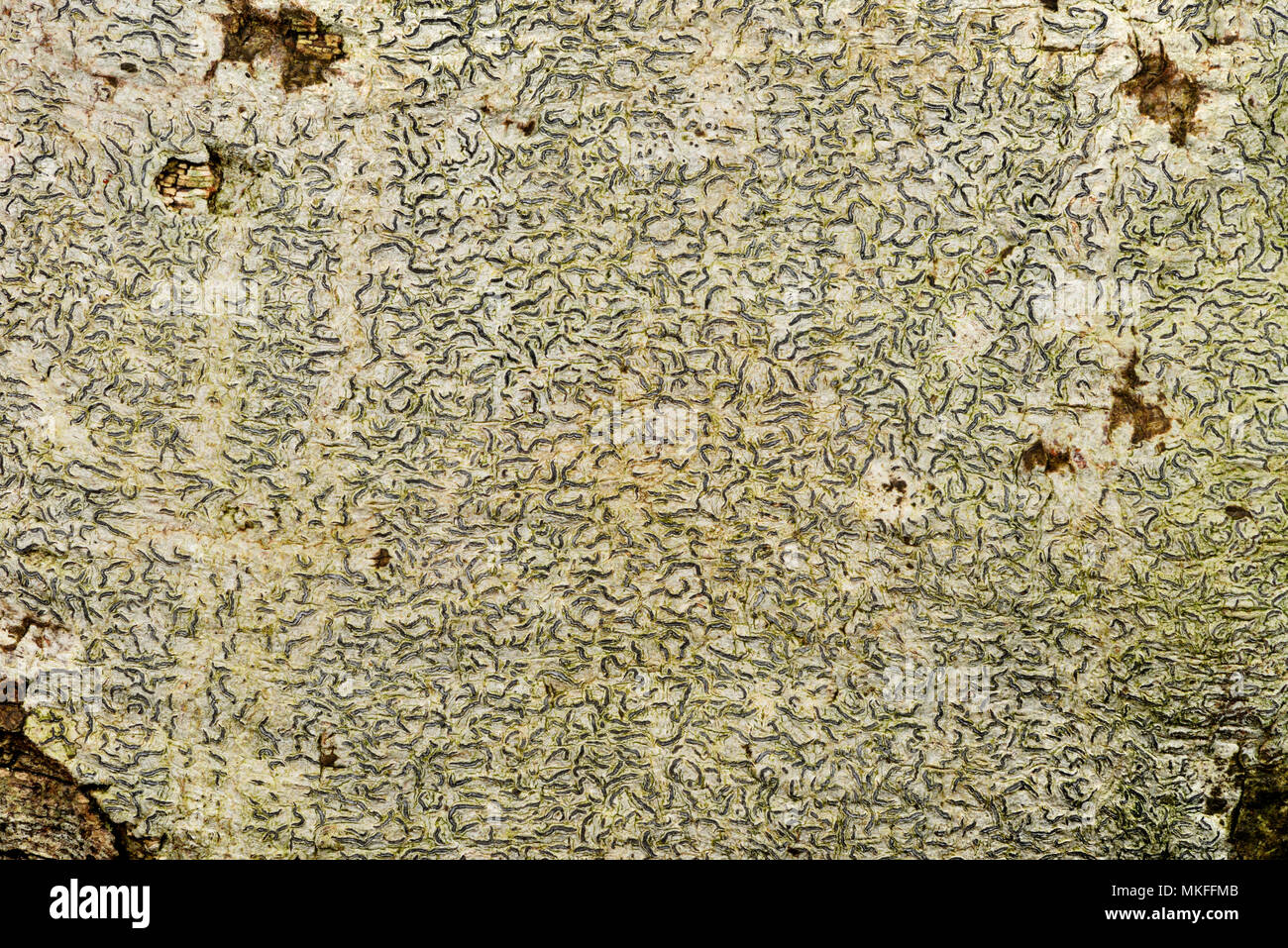 Script lichen (Graphis scripta) Lichen crustacean thallus on a trunk of ...