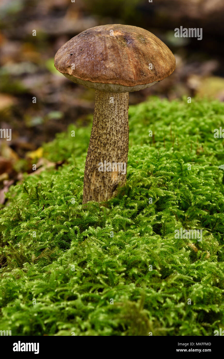 Common Striated Feather Moss High Resolution Stock Photography and ...