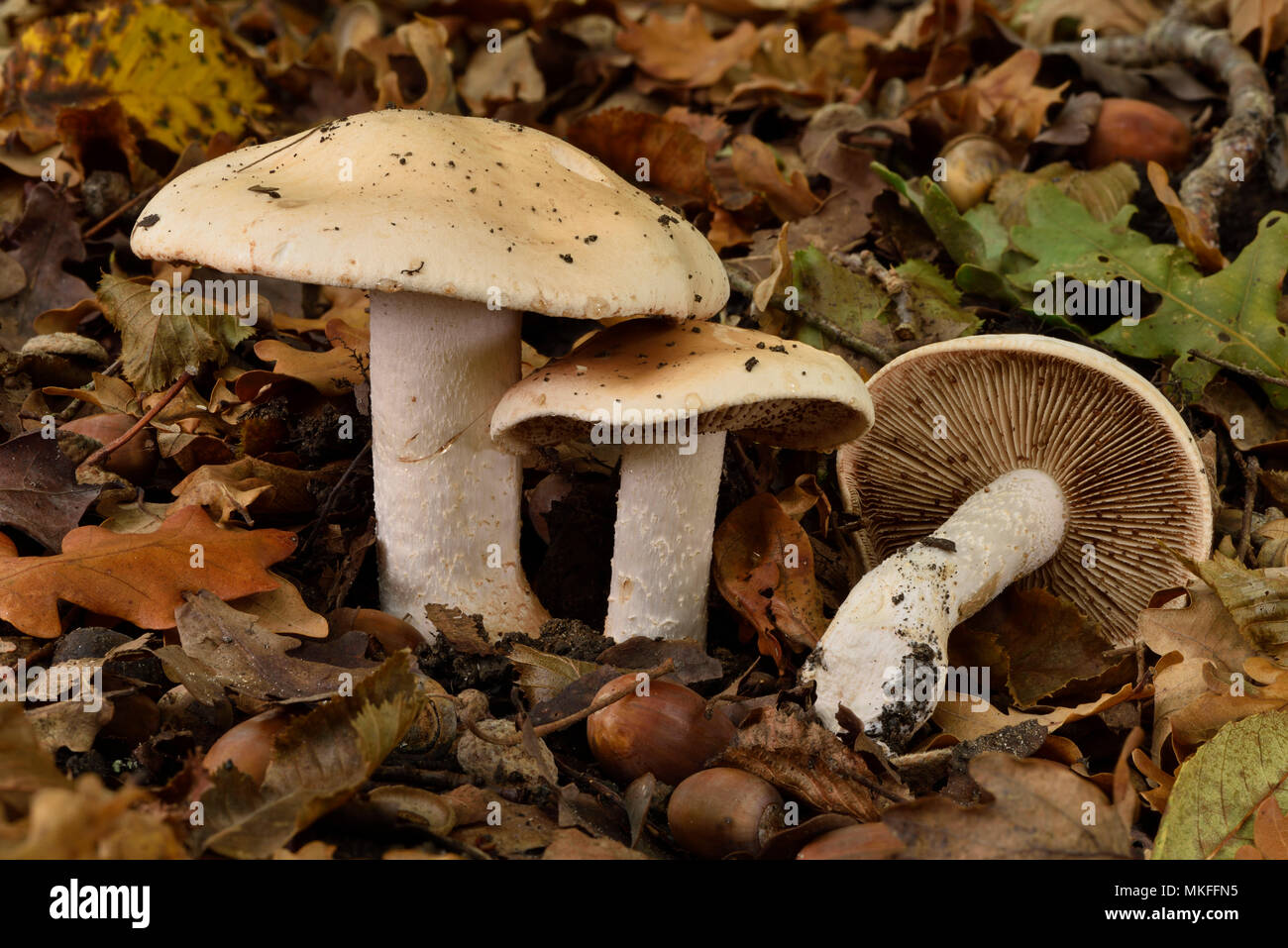 Bitter fungi hi-res stock photography and images - Alamy