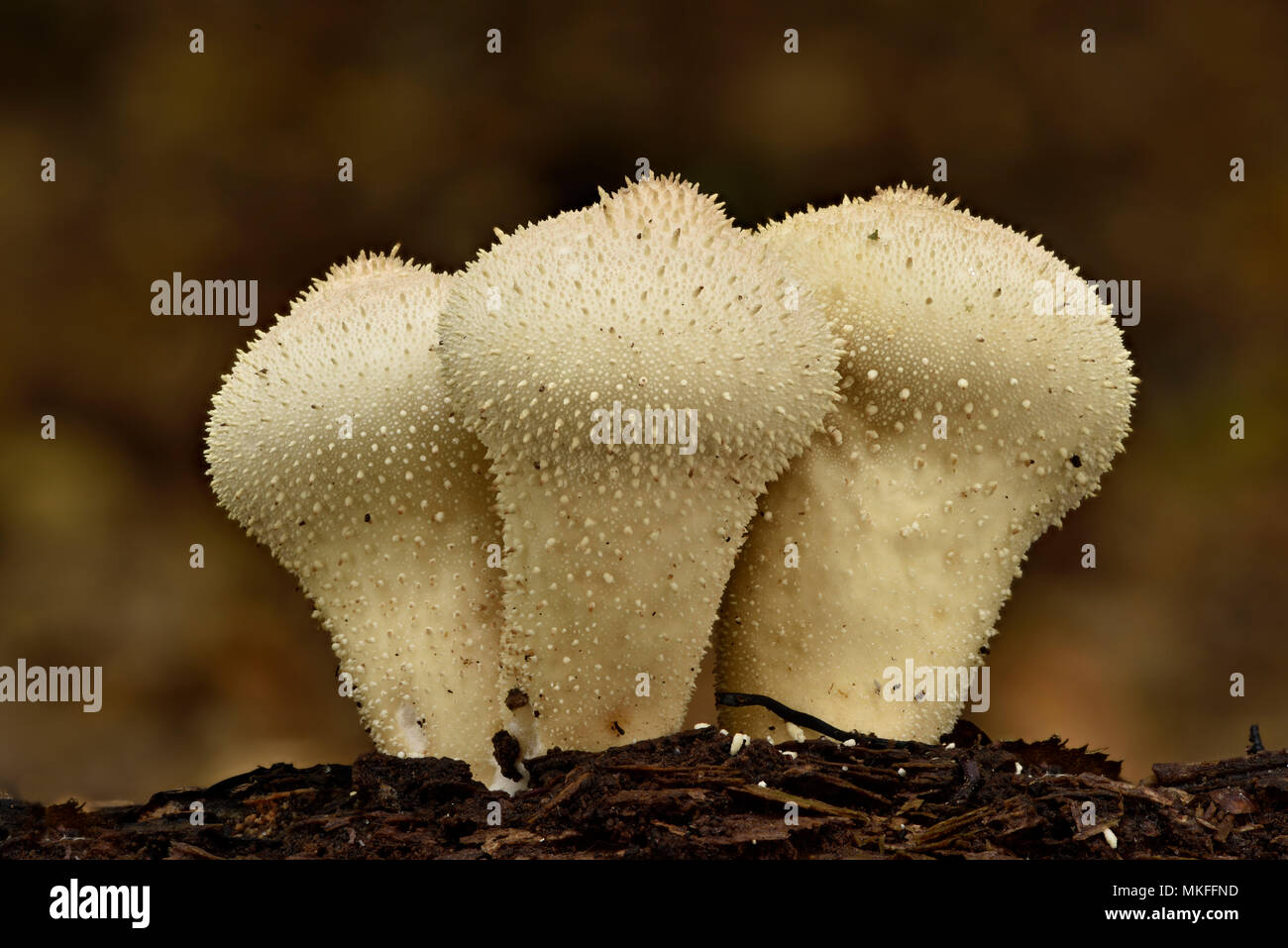 Species of the puffball family hi-res stock photography and images - Alamy