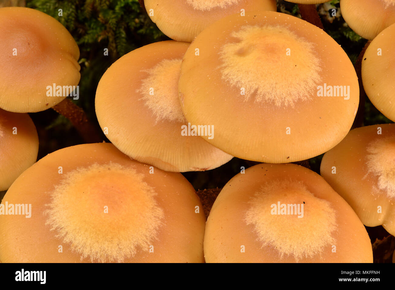 Kuehneromyces mutabilis hi-res stock photography and images - Alamy