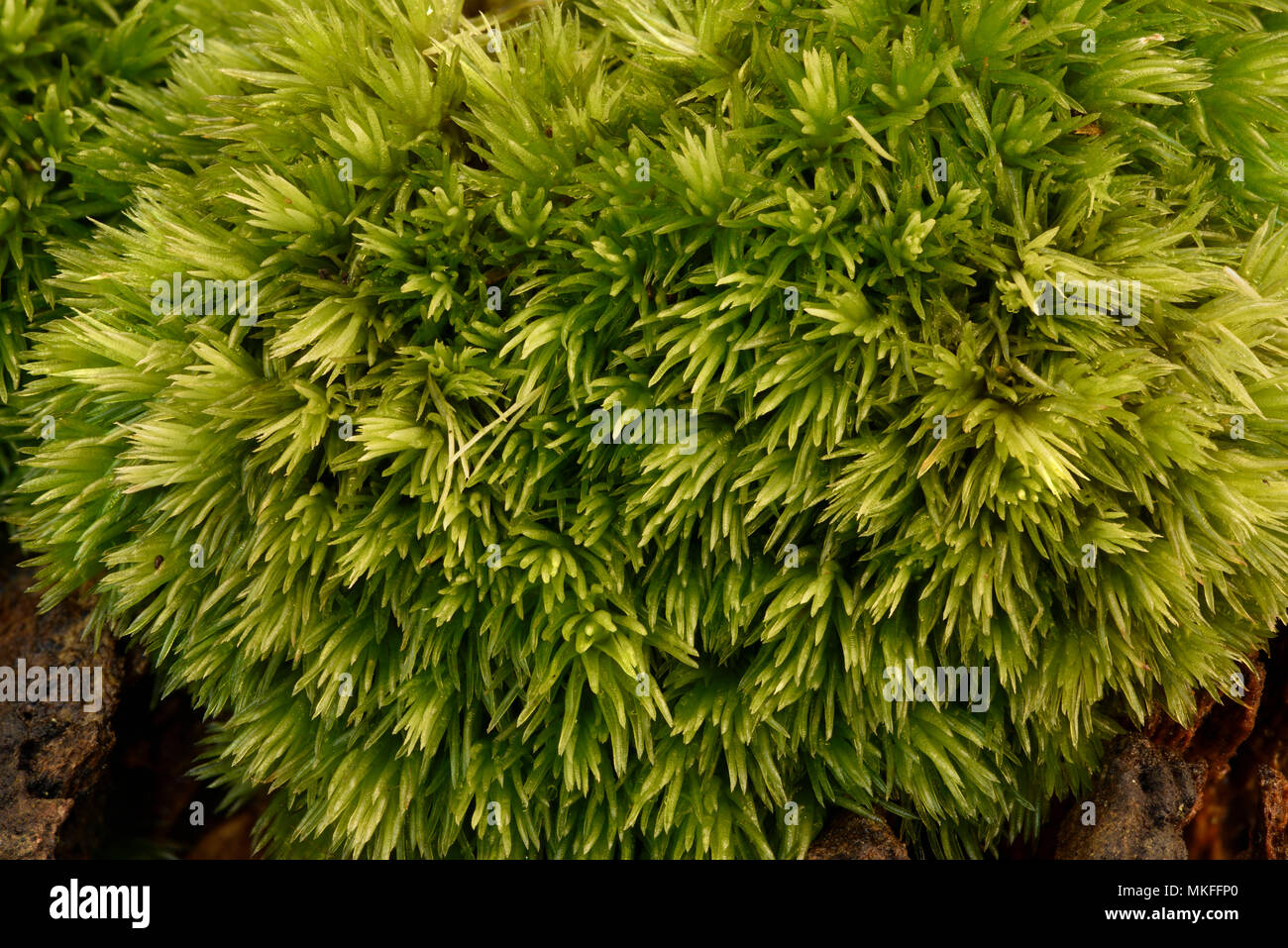 Leucobryaceae hi-res stock photography and images - Alamy