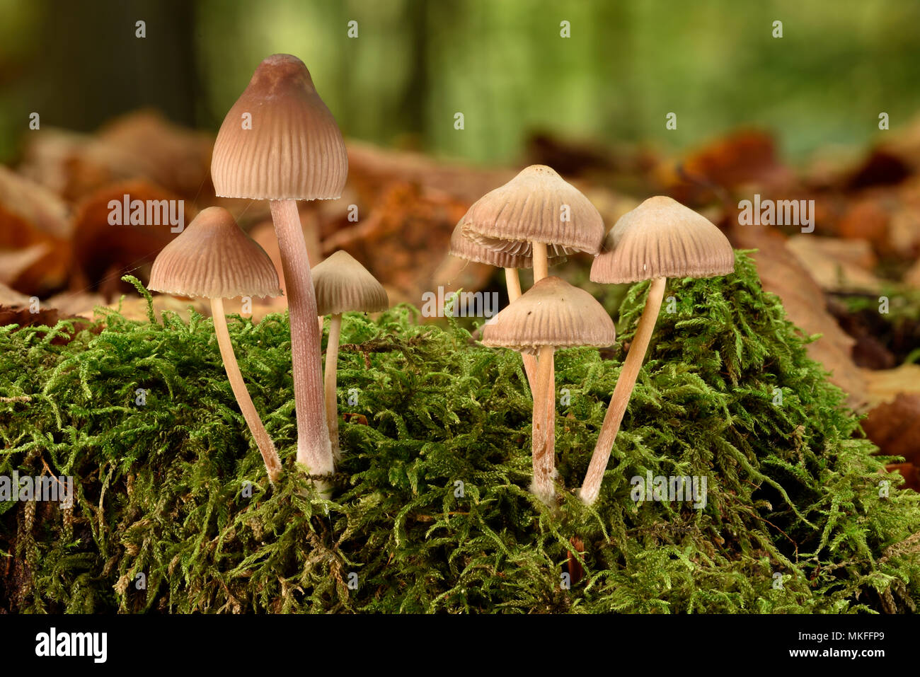 Common bonnet (Mycena galericulata) undergrowth, Coye forest, Ile-de ...