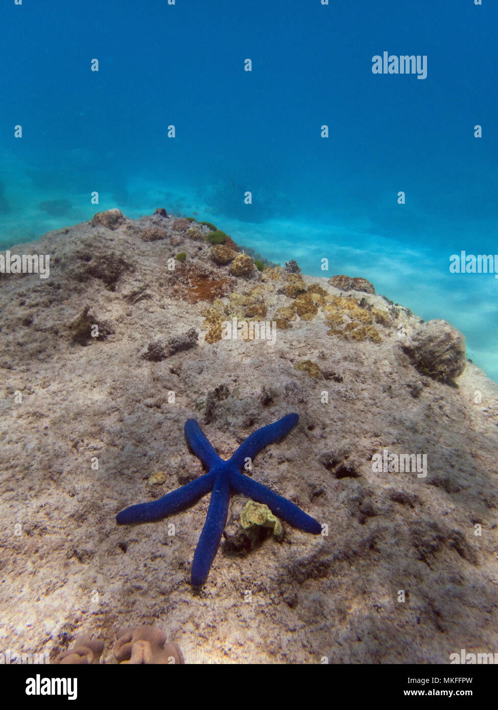 Linckia High Resolution Stock Photography and Images - Alamy