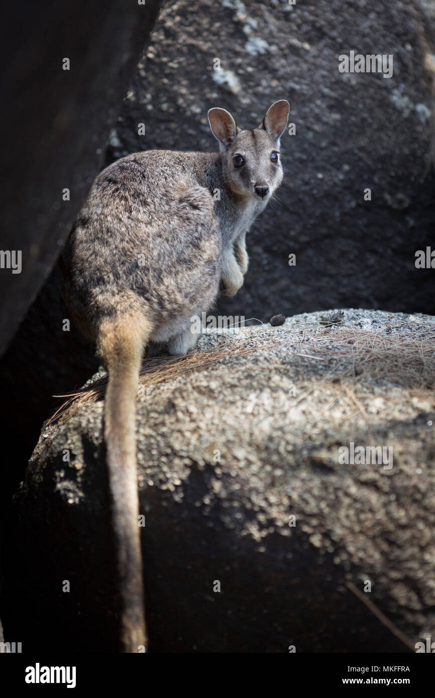 Mareeba High Resolution Stock Photography and Images - Alamy