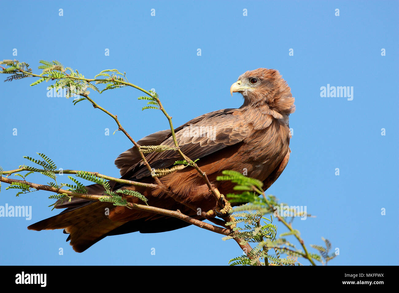 Yellow-billed Kite (Milvus aegyptius) on a branch, South Africa Stock ...