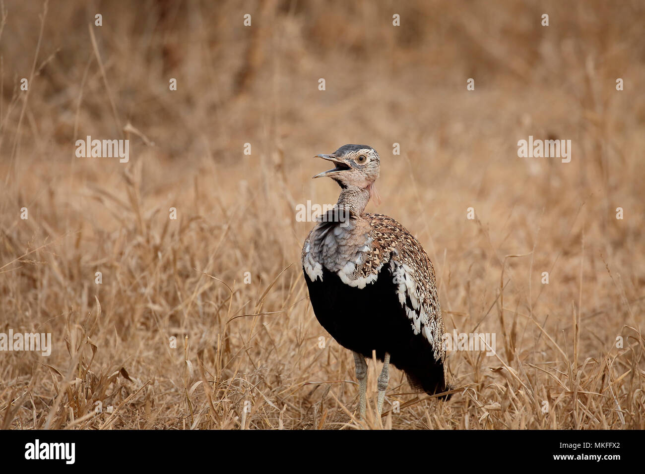 Red-crested bustard (Lophotis ruficrista) male singing in the dry grass ...