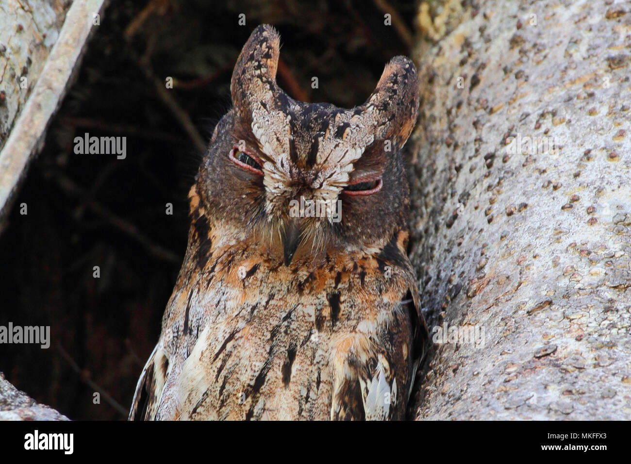 Malagasy Scops Owl (Otus rutilus) near its hole, Zombitse National Park ...