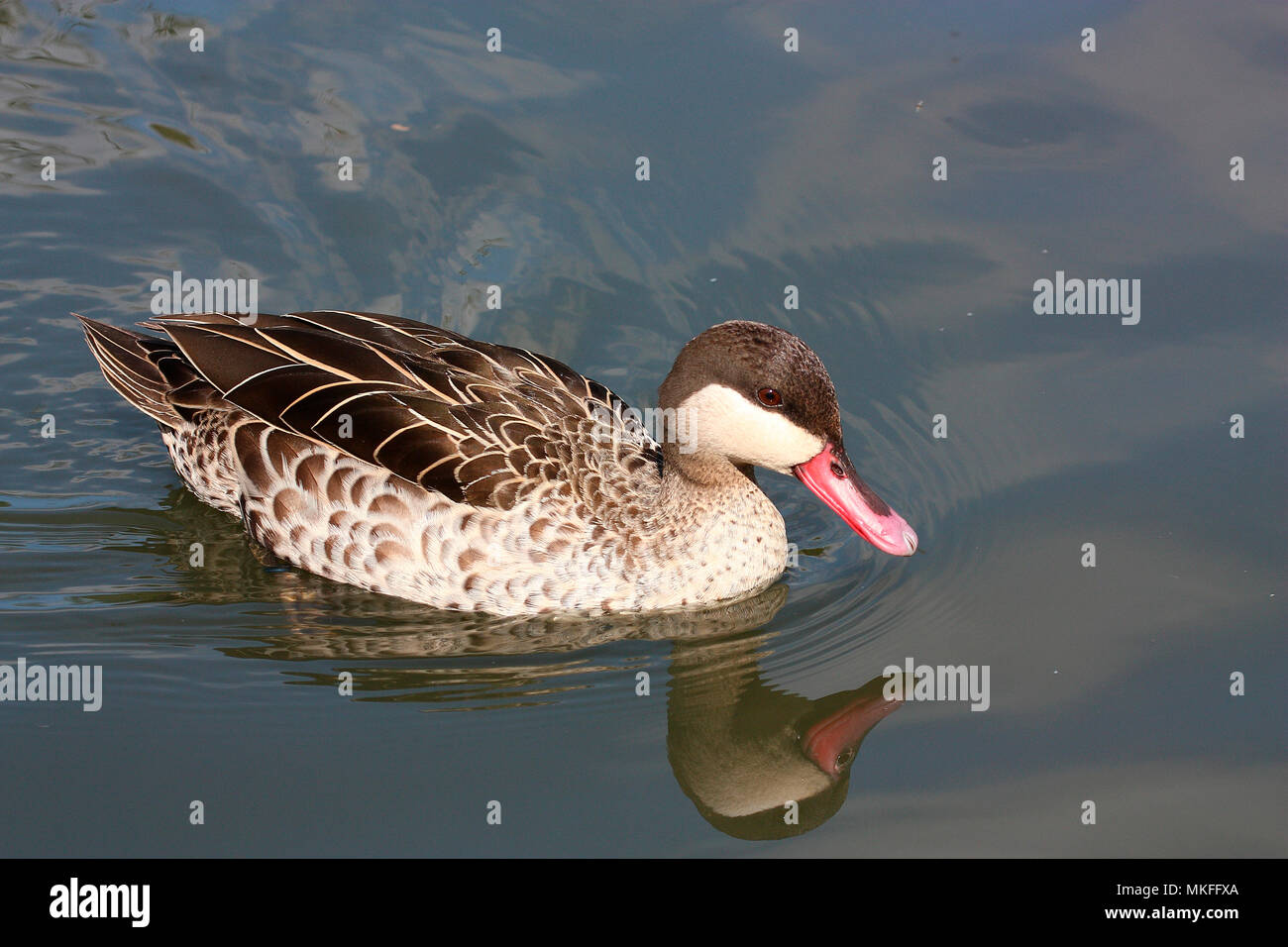 Red-billed Duck (Anas erythrorhyncha) on water, Kruger, South Africa ...