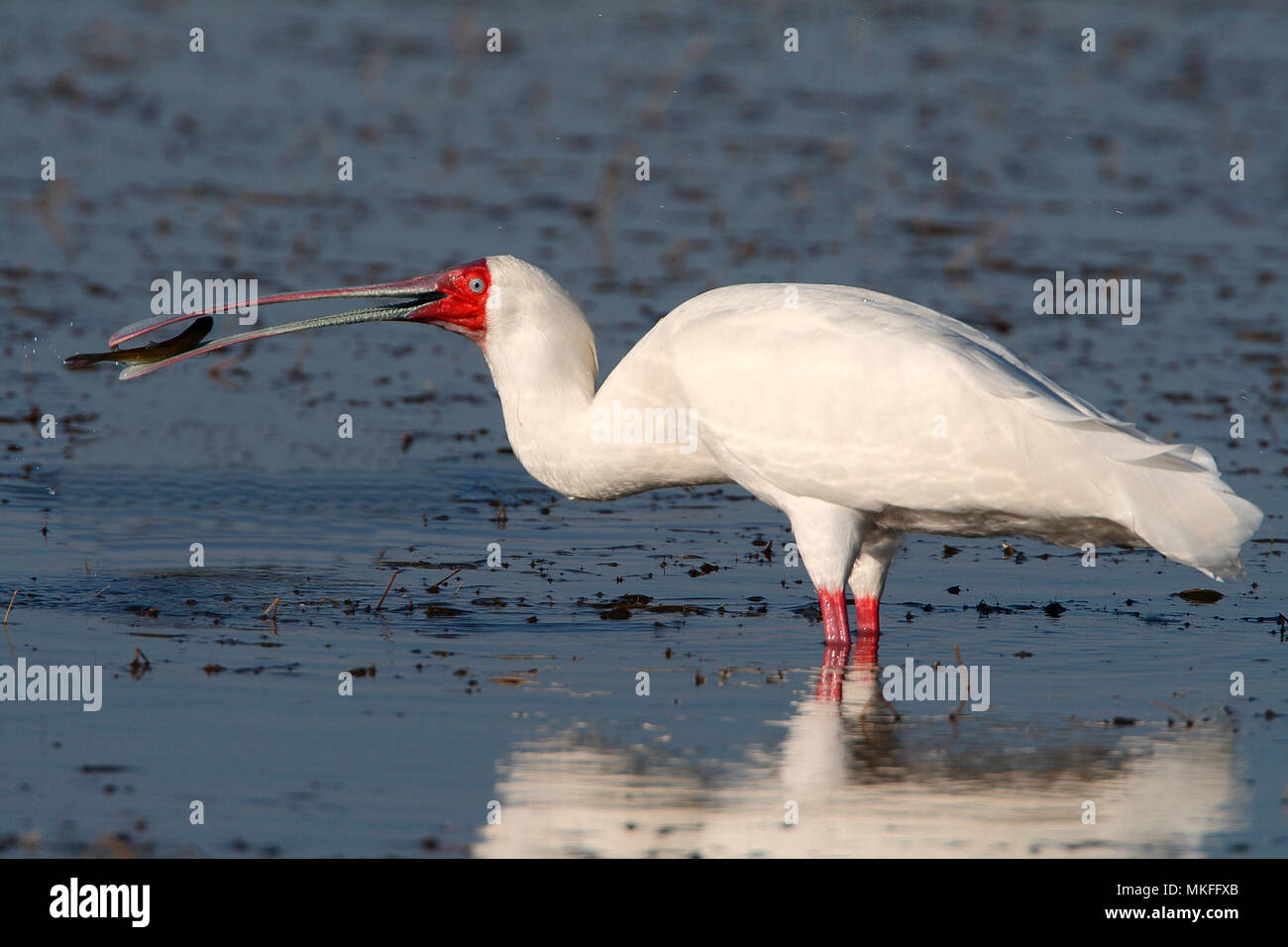 African Spoonbill (Platalea alba) catching a fish, Tanzania Stock Photo ...