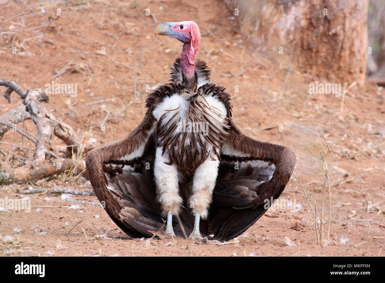 Lappet-faced Vulture (Torgos tracheliotos) sunbathing, South Africa ...