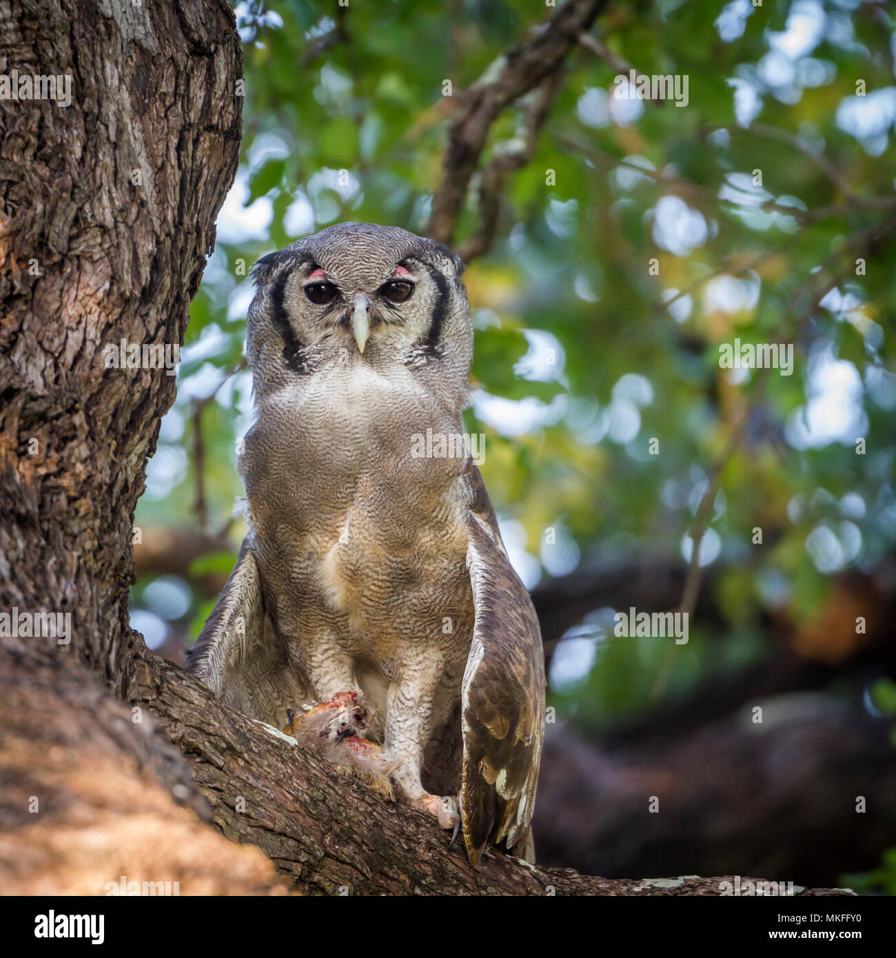 Verreaux's Eagle-Owl (Bubo lacteus) on a branch, Kruger National park ...