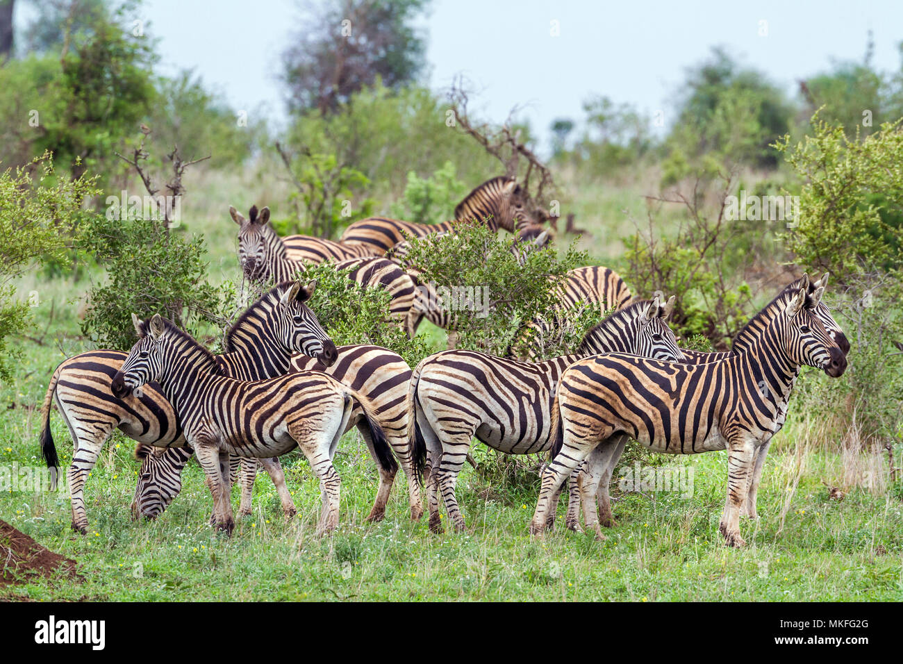 Plains zebras (Equus quagga burchellii), in savanna, Kruger National ...