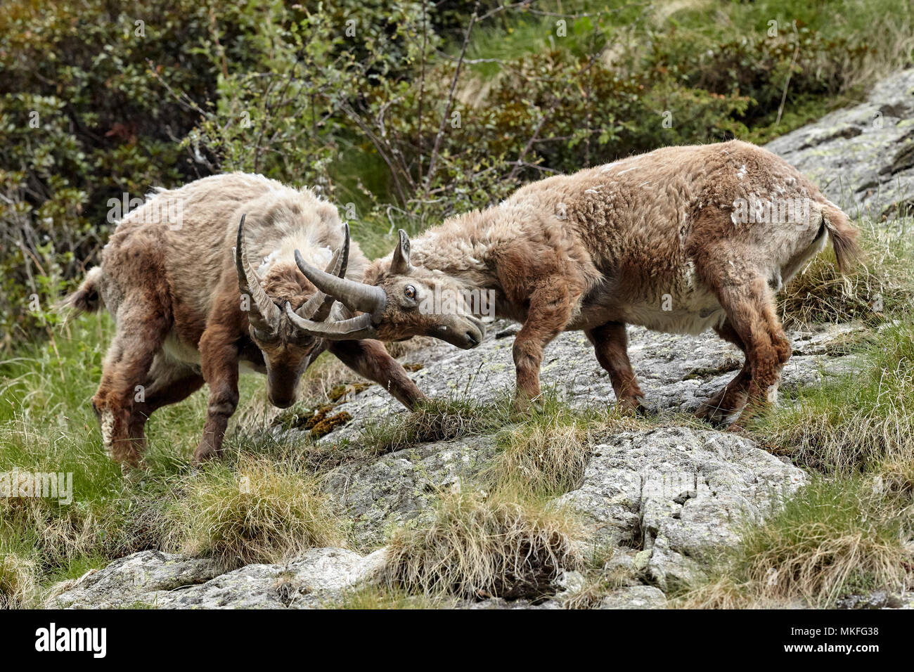 Ibex fighting hi-res stock photography and images - Alamy