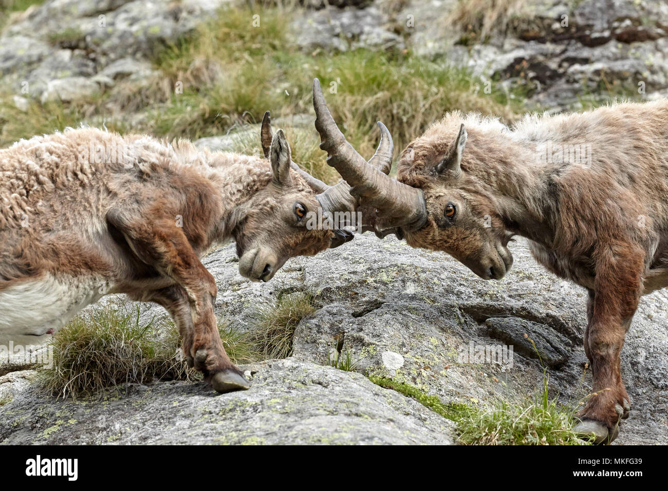 Alpine Ibex (Capra ibex) fighting, Mercantour, national park, Alps ...