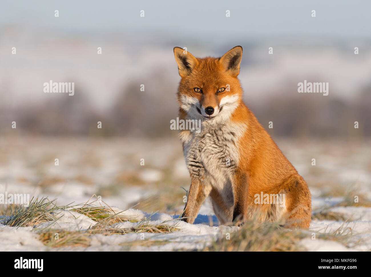 Red fox (Vulpes vulpes) sitting in a meadow, England Stock Photo - Alamy