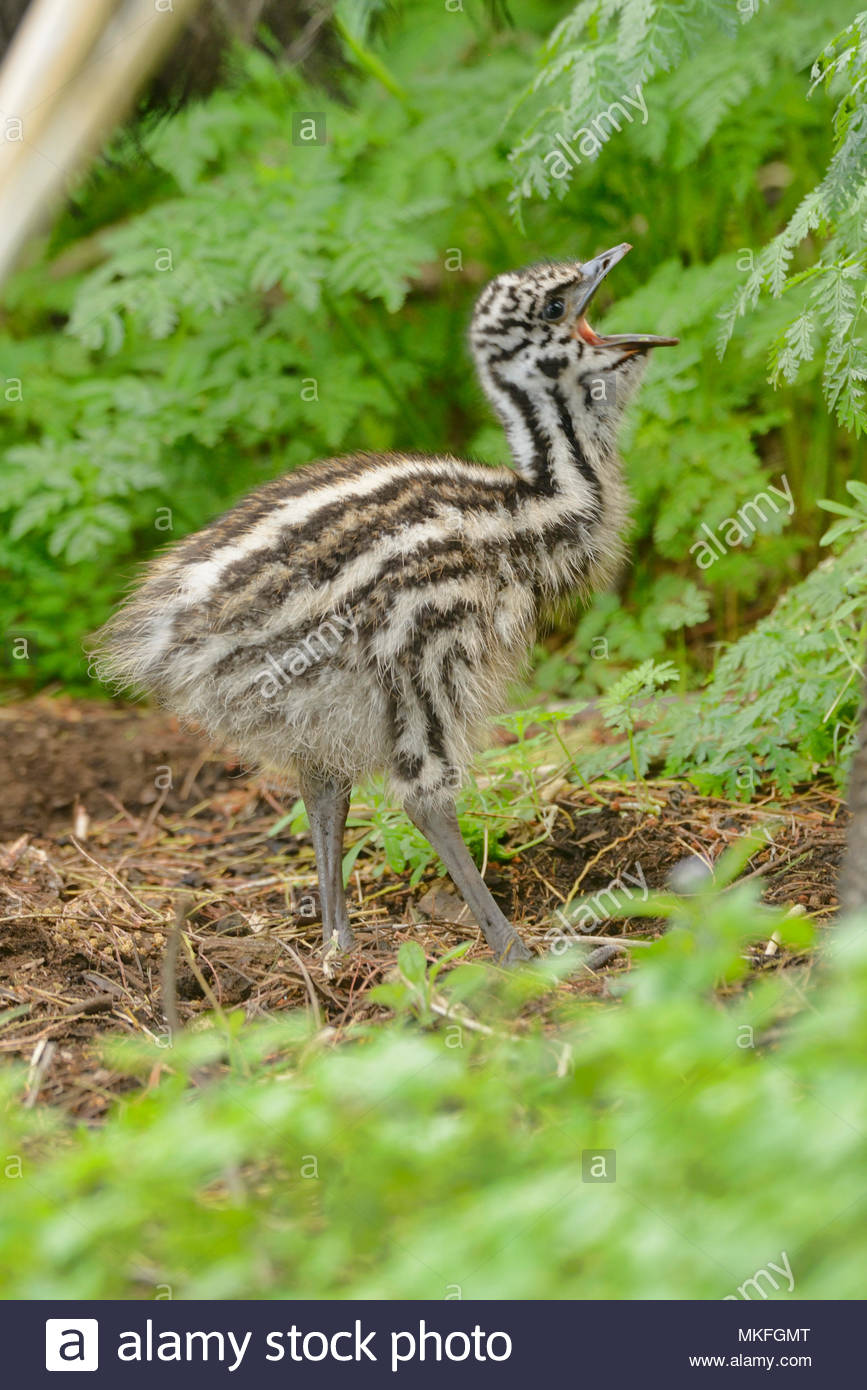 Emu Chicks Stock Photos & Emu Chicks Stock Images - Alamy