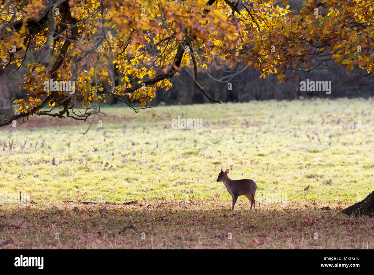 Reeves's muntjac (Muntiacus reevesi) Muntjac standing in a meadow ...