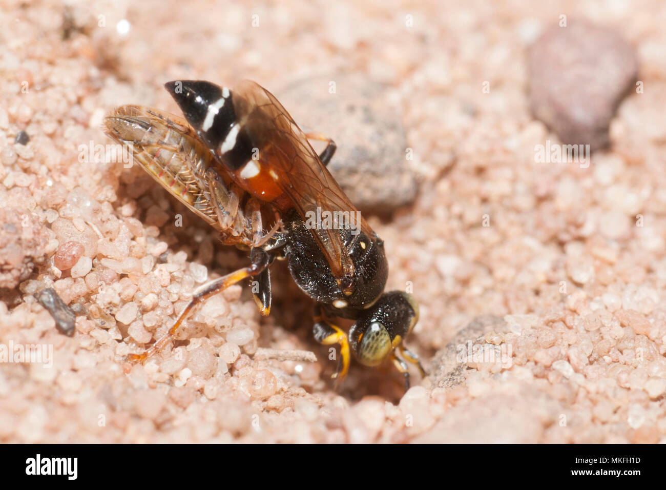 Digger wasp (Harpactus elegans) female carrying a Leafhopper in her ...