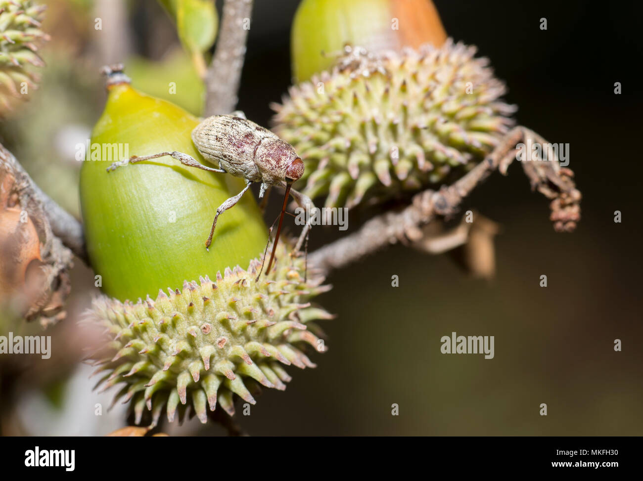 Acorn weevil (Curculio glandium) piercing an acorn of kermes oak ...