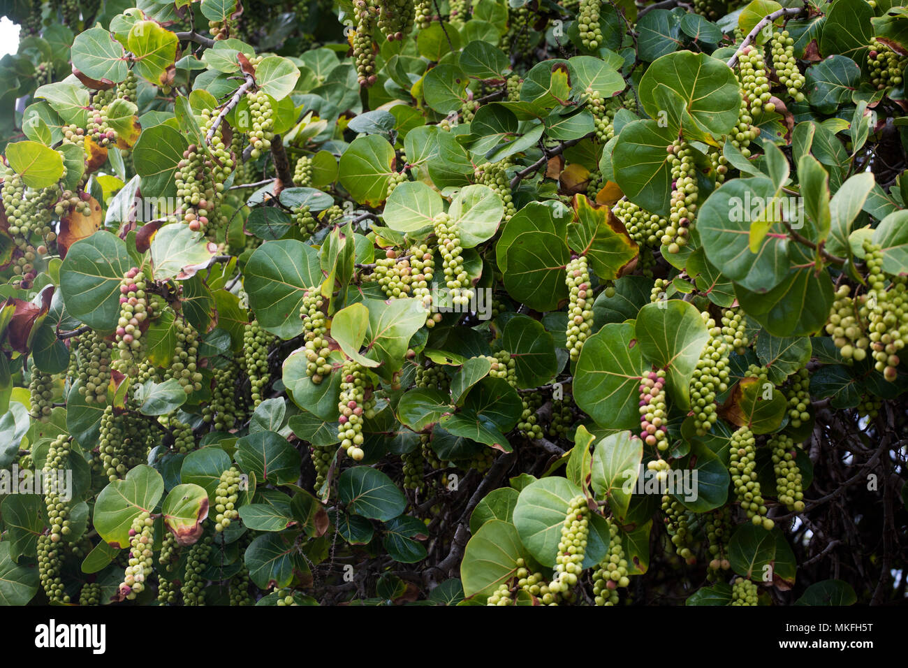 Sea Grape Coccoloba Uvifera Stock Photos & Sea Grape Coccoloba Uvifera ...
