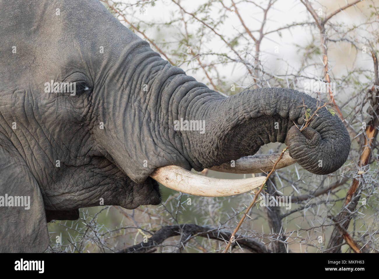 African bush elephant or African savanna elephant (Loxodonta africana ...