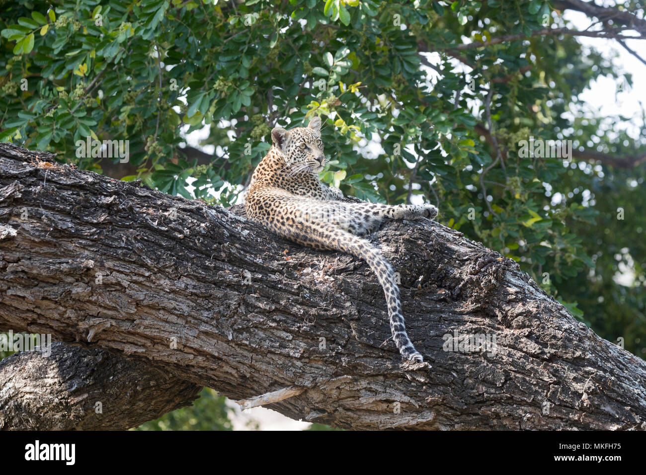 African Leopard (Panthera pardus pardus), young in a tree, Mala Mala ...
