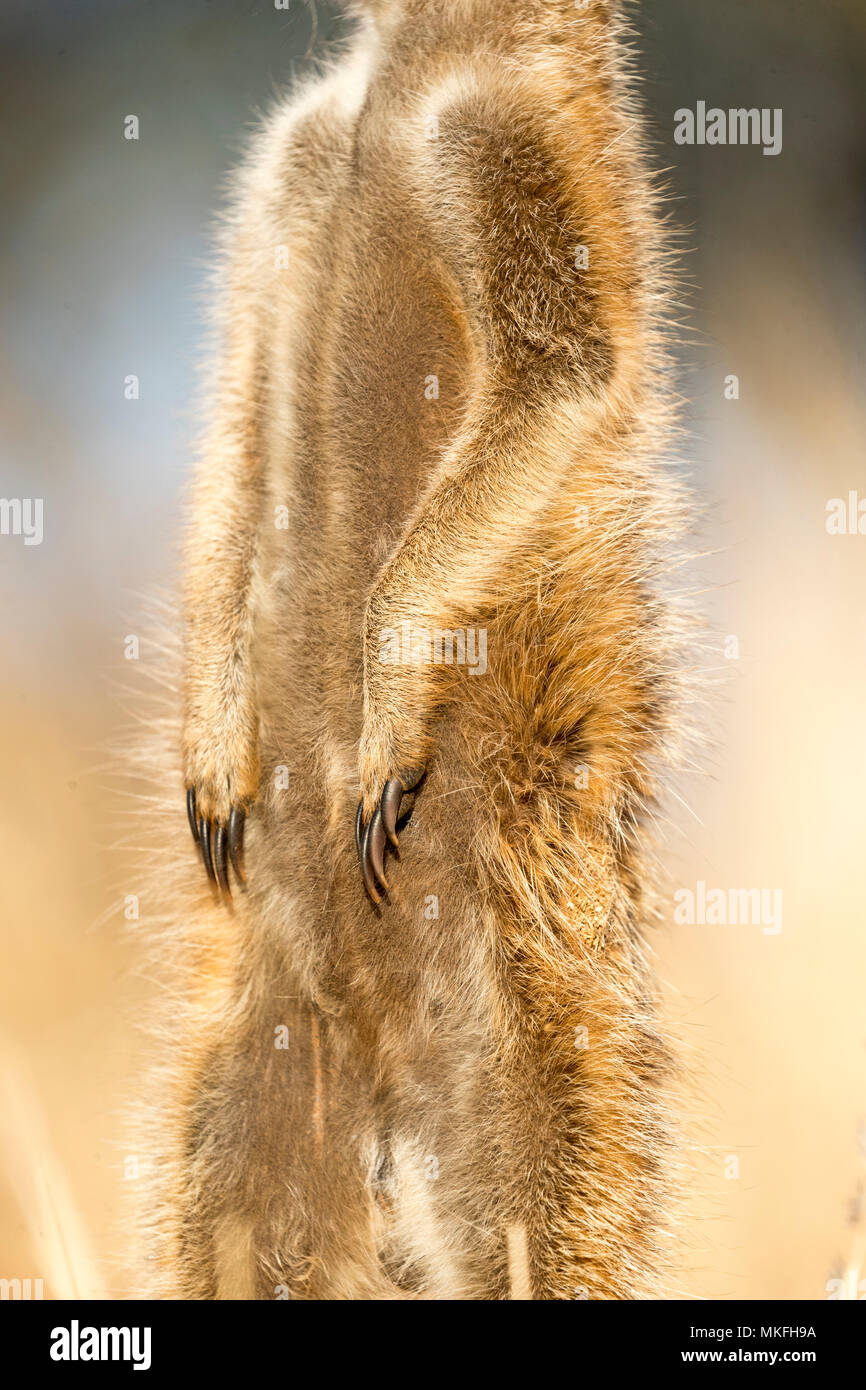 Meerkat claws close hi-res stock photography and images - Alamy