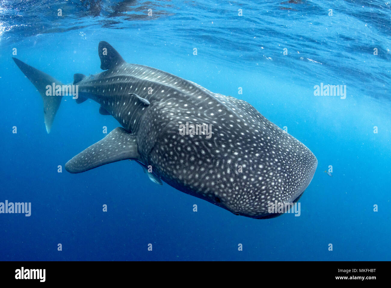 Rhincodontidae High Resolution Stock Photography and Images - Alamy
