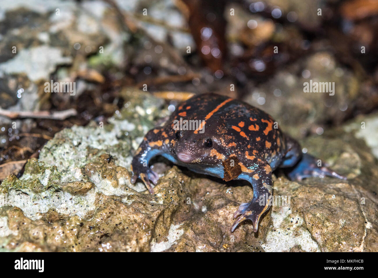 Burrowing Toad High Resolution Stock Photography and Images - Alamy