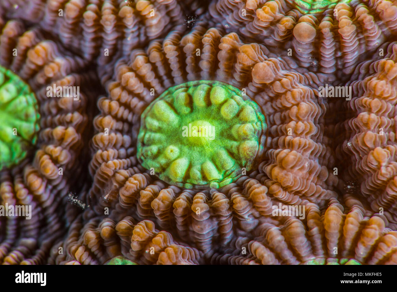 Brain coral favites sp hi-res stock photography and images - Alamy