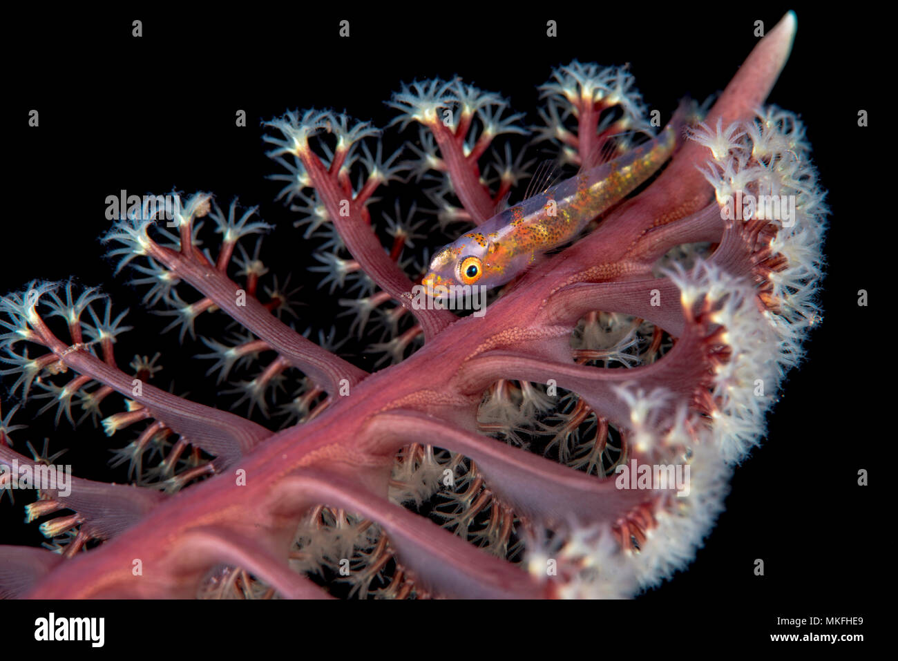 Alcyonaria Stock Photos & Alcyonaria Stock Images - Alamy