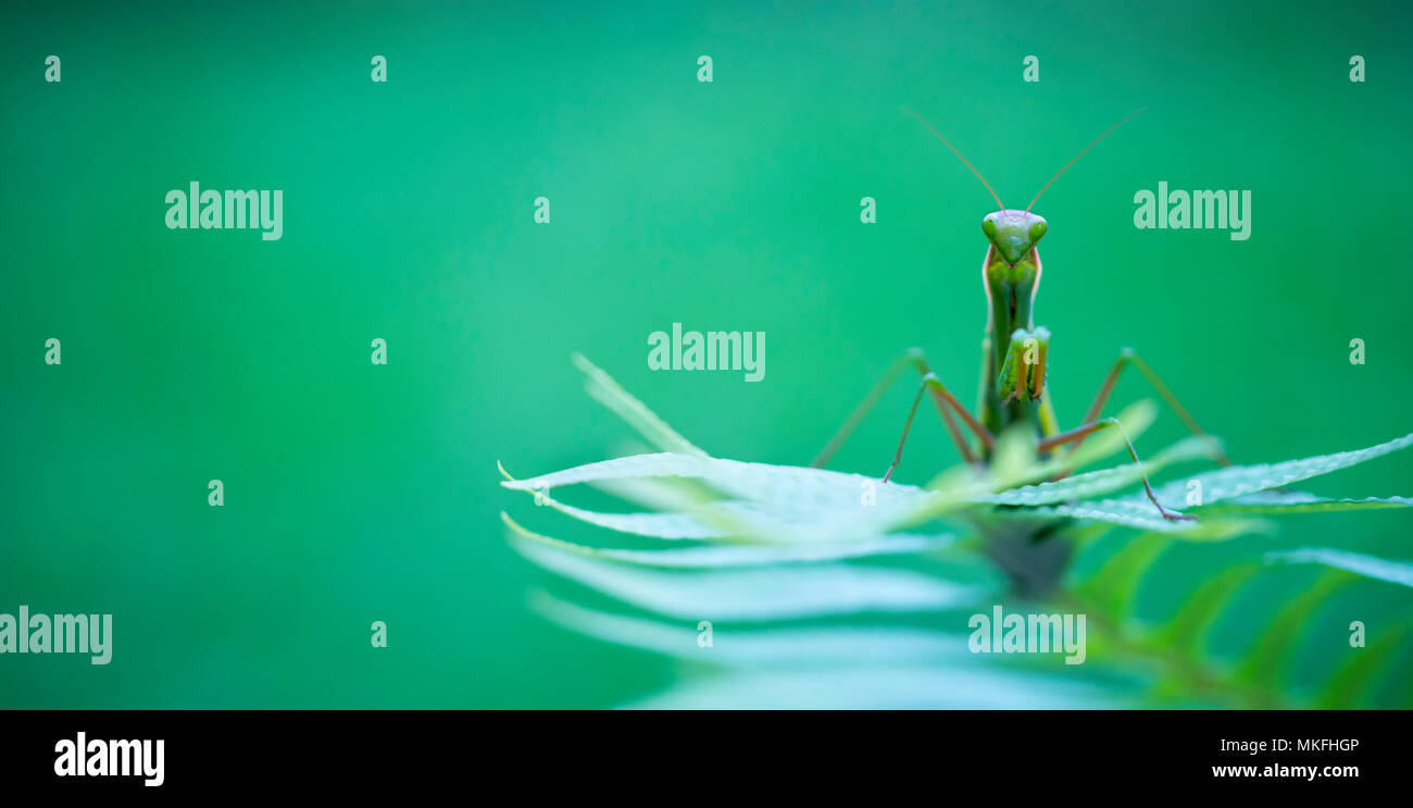 Praying Mantis (Mantis religiosa) on Fern, Cantabria, Spain Stock Photo ...