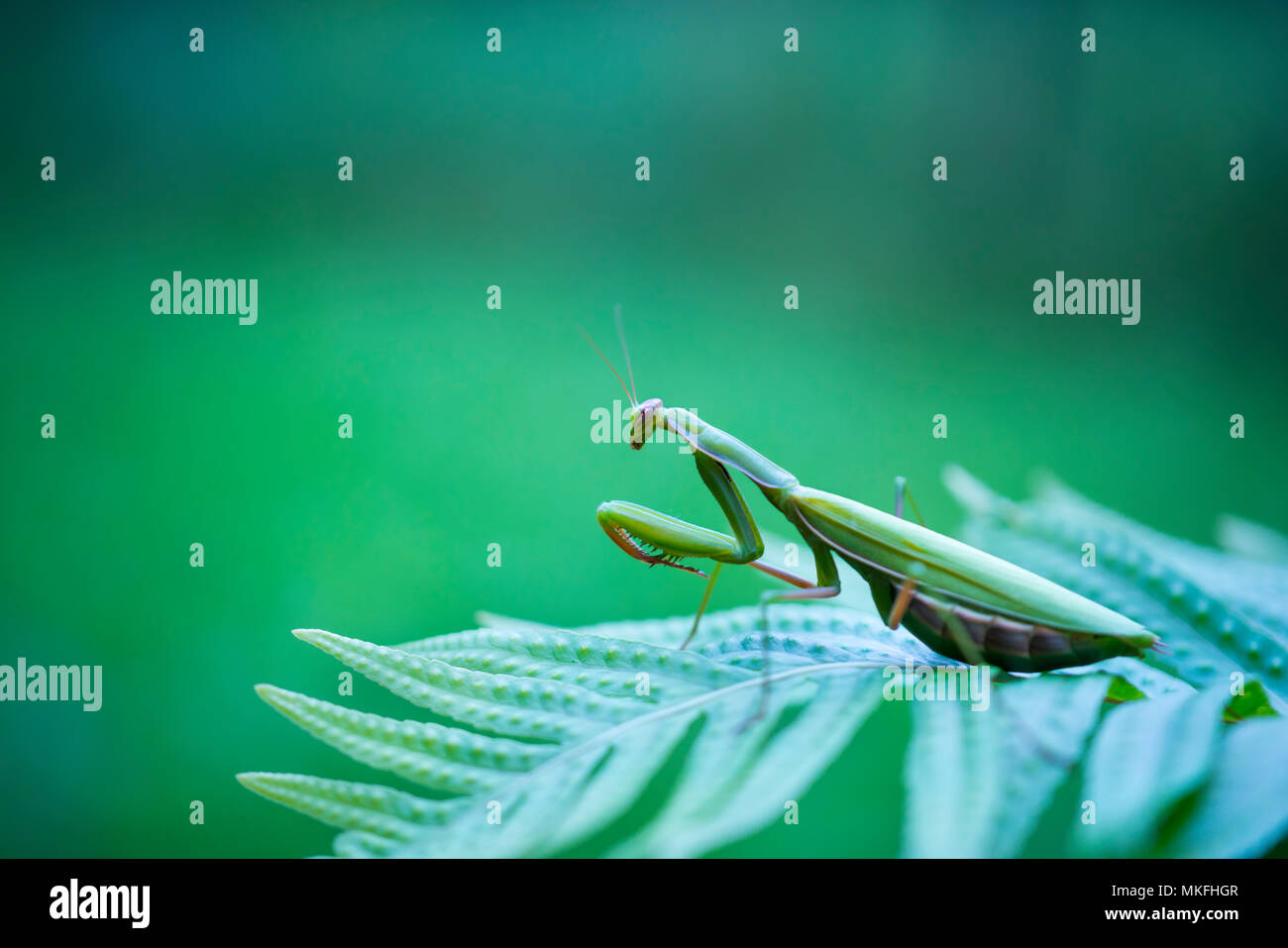 Praying Mantis (Mantis religiosa) on Fern, Cantabria, Spain Stock Photo ...