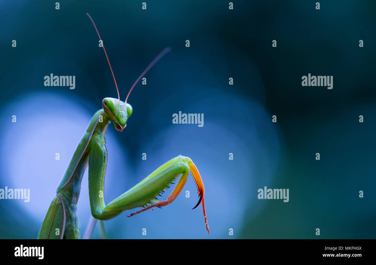 Portrait of Praying Mantis (Mantis religiosa), Cantabria, Spain Stock ...