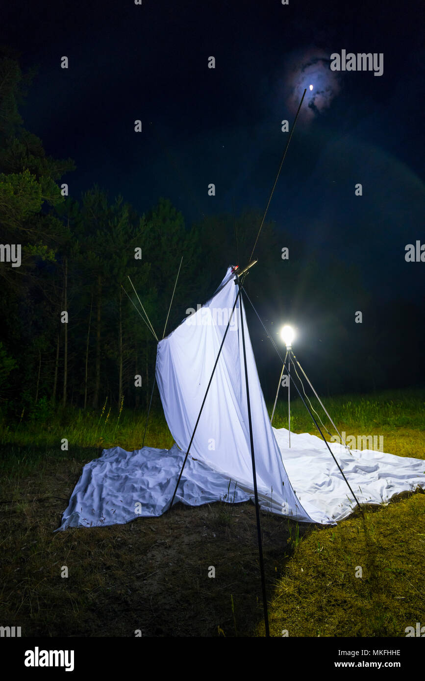 Spanish moon moth (Graellsia isabellae) catching on Insect trap at ...
