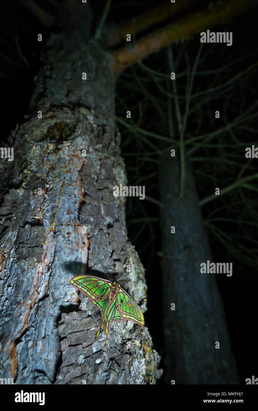 Spanish moon moth hi-res stock photography and images - Alamy