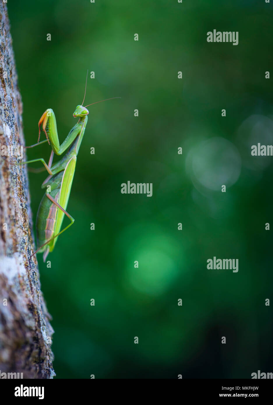 Praying Mantis (Mantis religiosa) on a trunk, Cantabria, Spain Stock ...