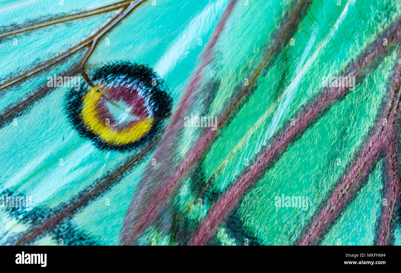 Spanish moon moth (Graellsia isabella, detail of eyespot, sometimes ...