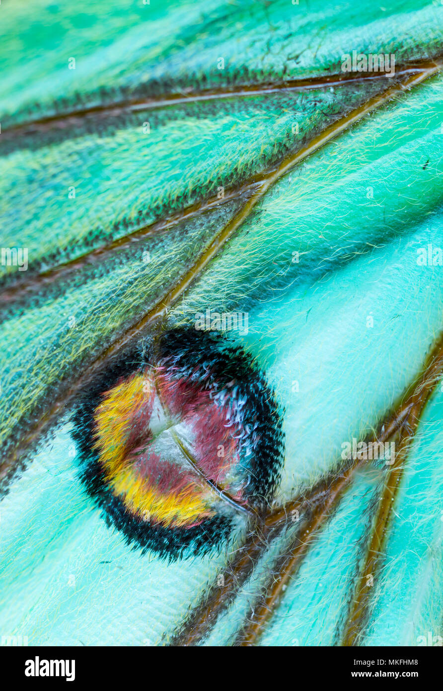 Spanish moon moth (Graellsia isabella, detail of eyespot, sometimes ...