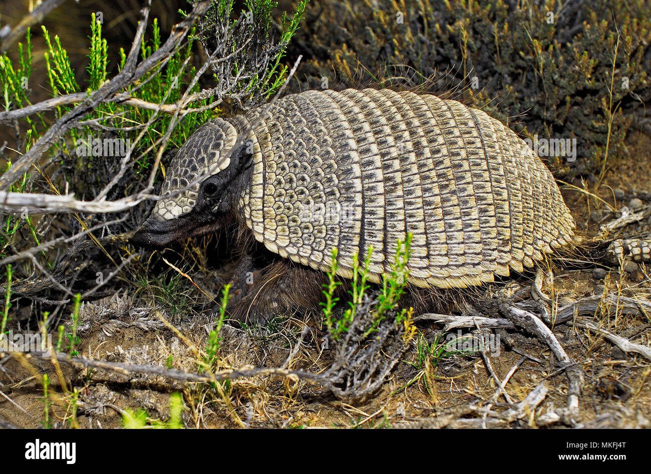 Big hairy armadillo or Large hairy armadillo (Chaetophractus villosus ...