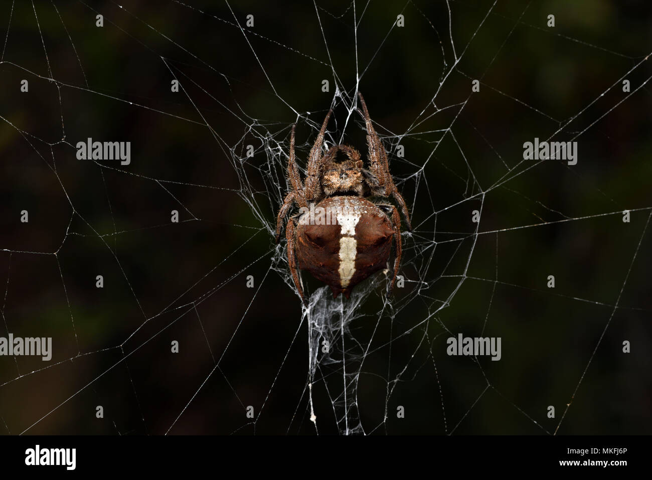 Araneidae caerostris hi-res stock photography and images - Alamy