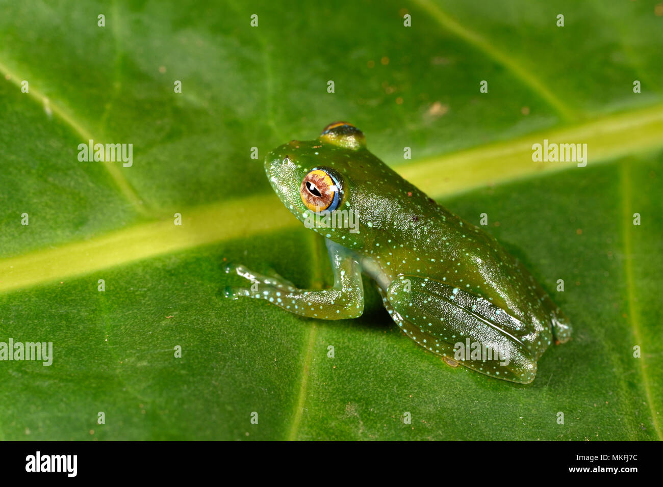 Leopard tree frog (Boophis sibilans), Andasibe, Perinet, Region Alaotra ...