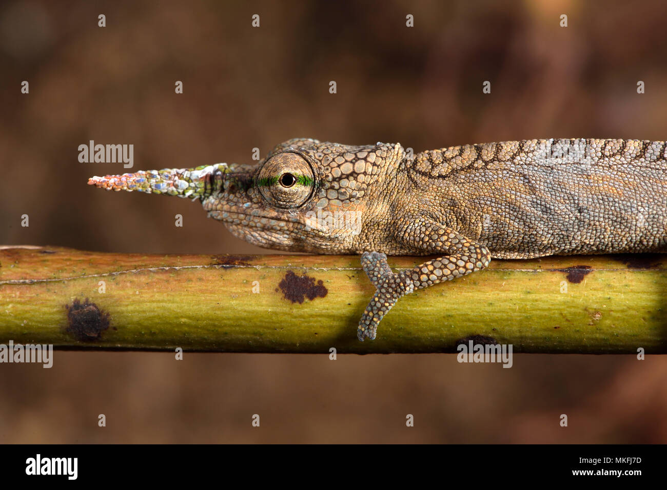 Lance-nosed chameleon (Calumma gallus) male on a branch, Andasibe ...
