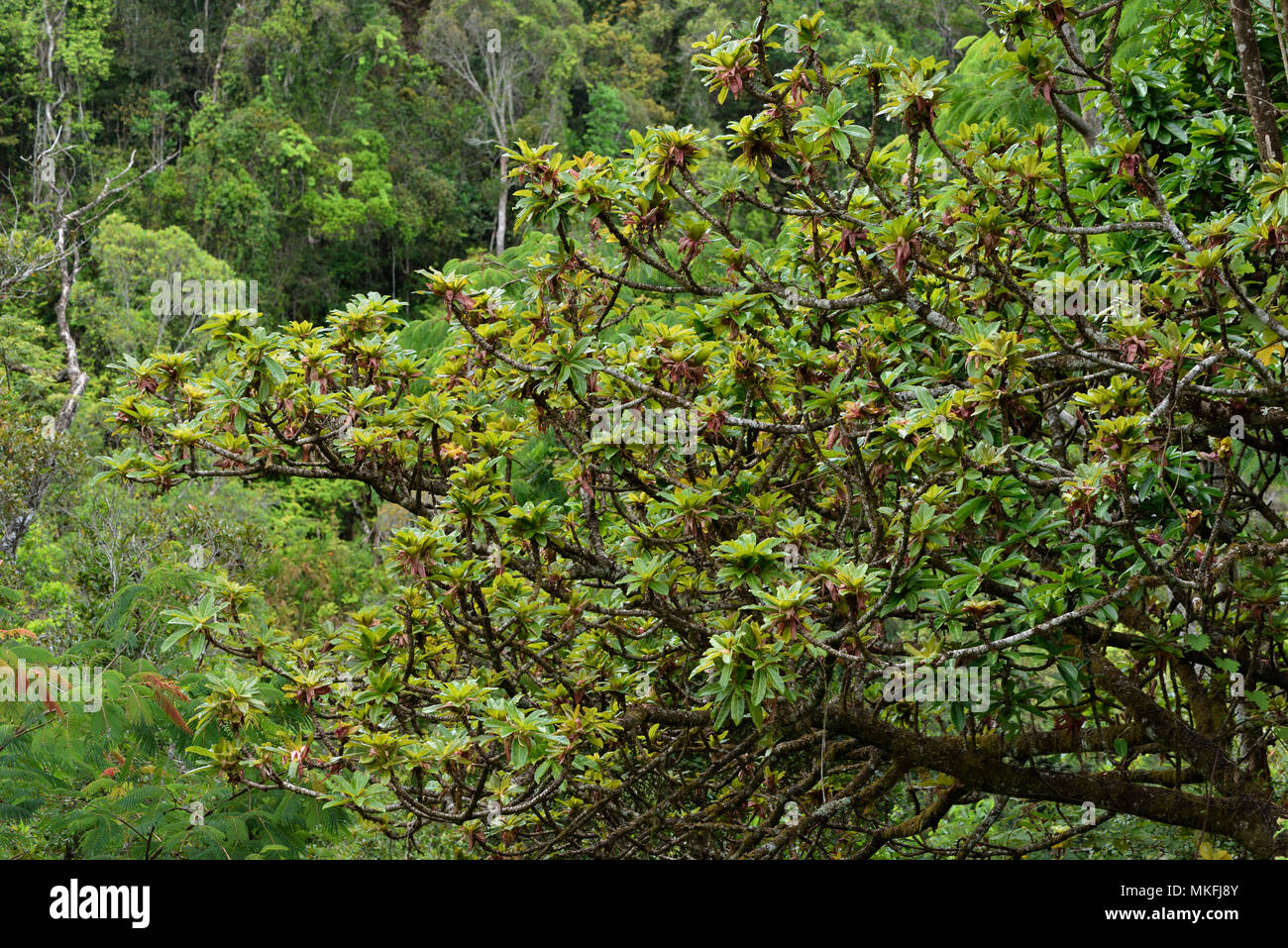 Giant-leaved Fig (Ficus lutea), Andasibe, Perinet, Alaotra-Mangoro ...