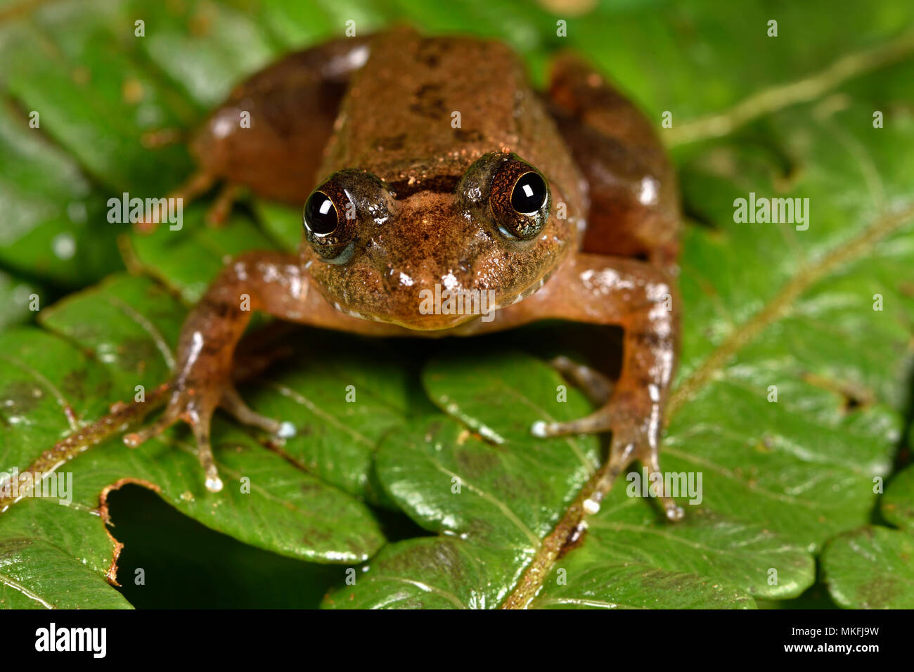 Two-pore Madagascar Frog (Mantidactylus biporus), Andasibe, Perinet ...