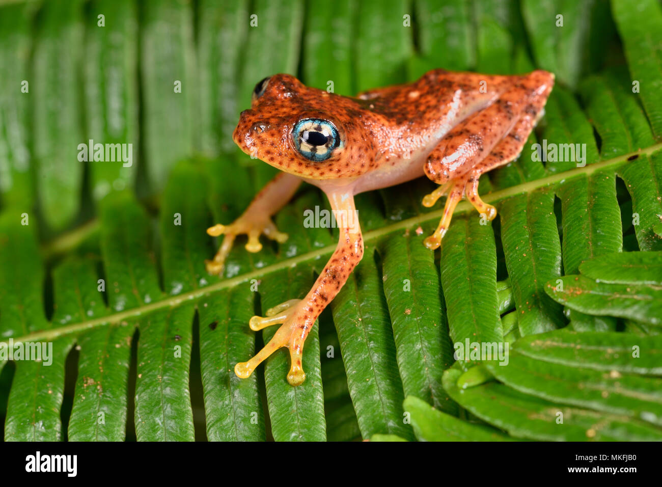 Fiery Bright-eyed Frog (Boophis pyrrhus), Andasibe, Perinet, Region ...