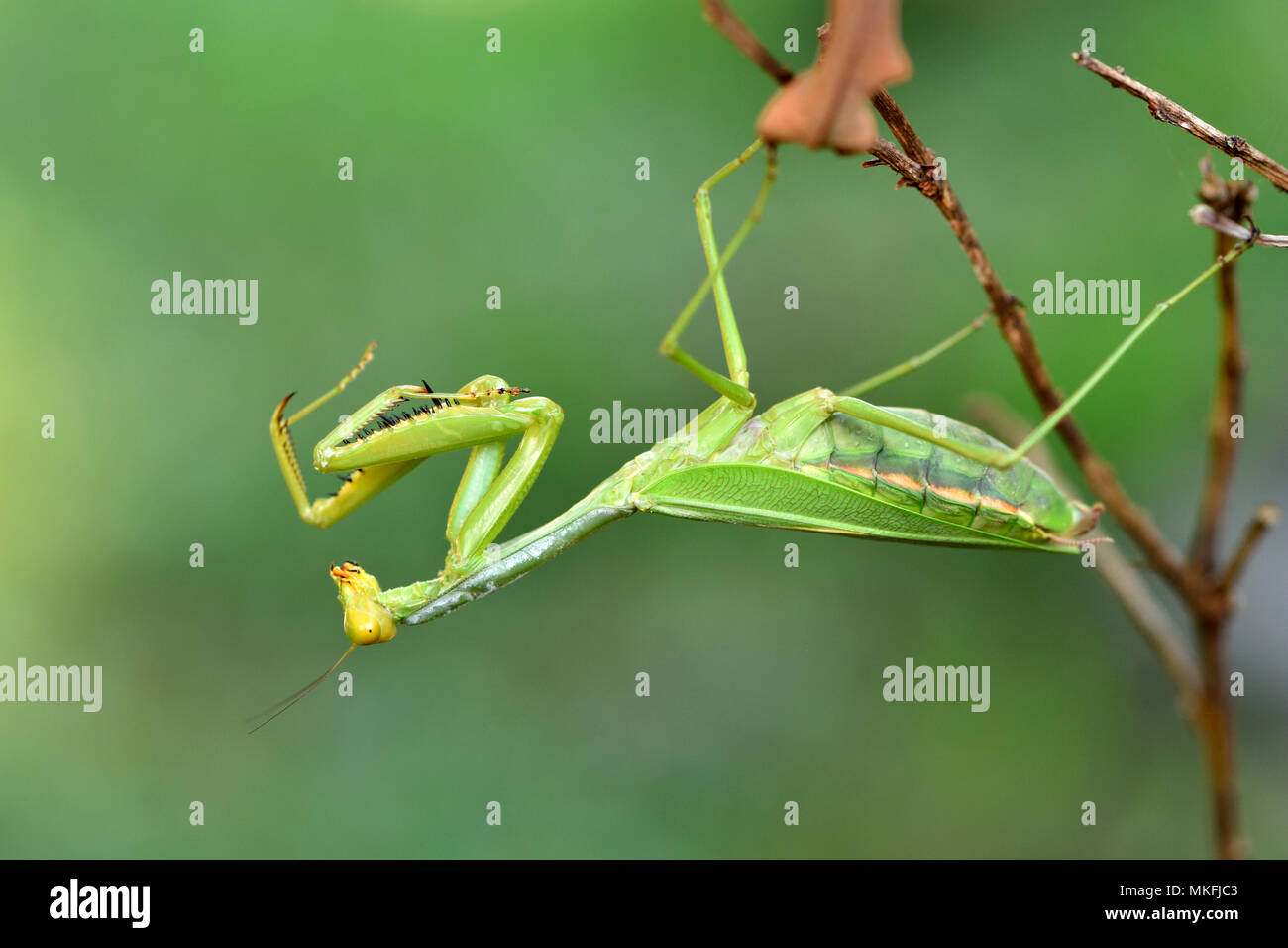 Praying Mantis (Mantidae sp), Andasibe, Perinet, Alaotra-Mangoro Region ...