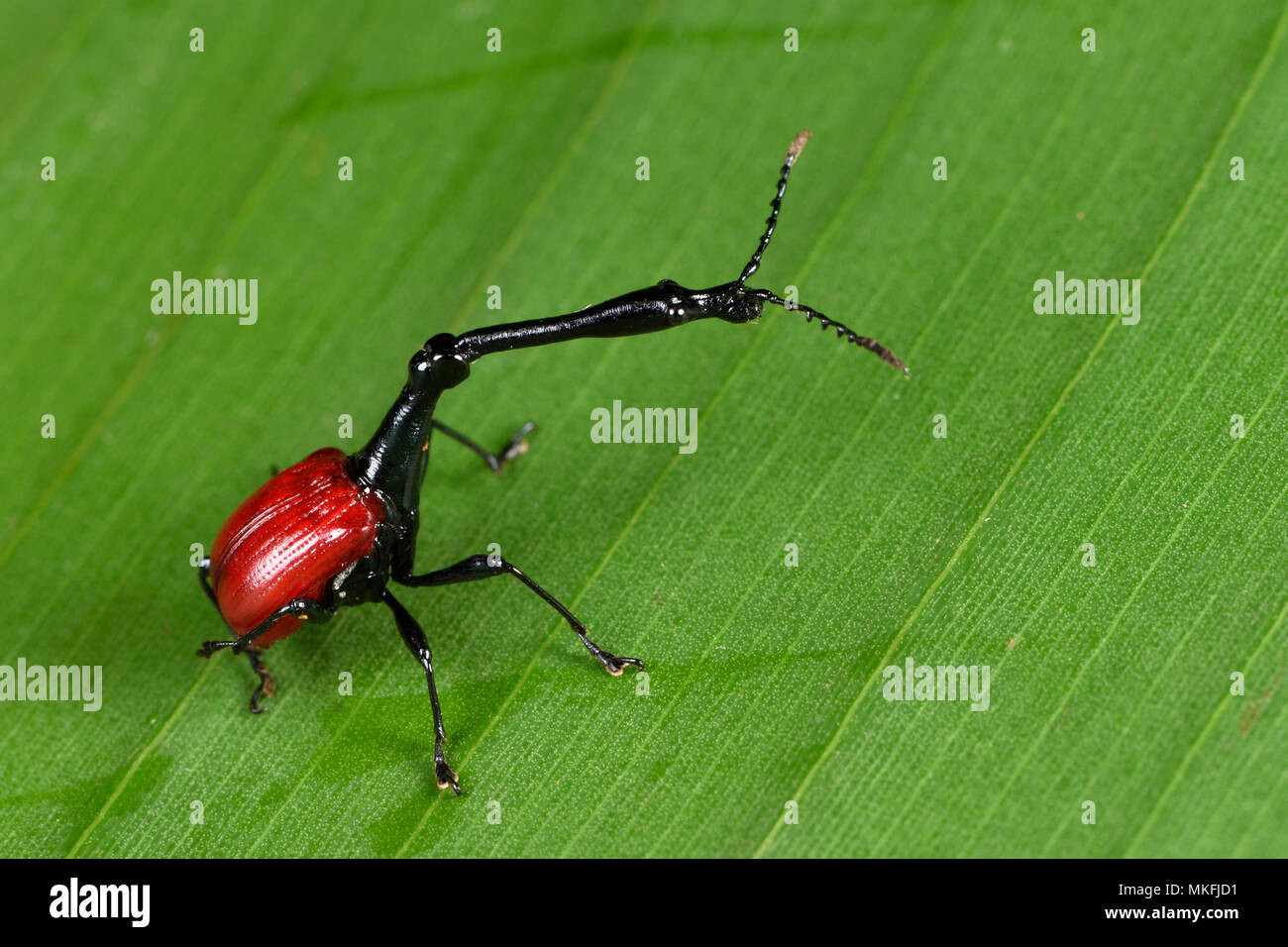 Giraffe-necked Weevil (Trachelophorus giraffa) male, Andasibe, Perinet ...